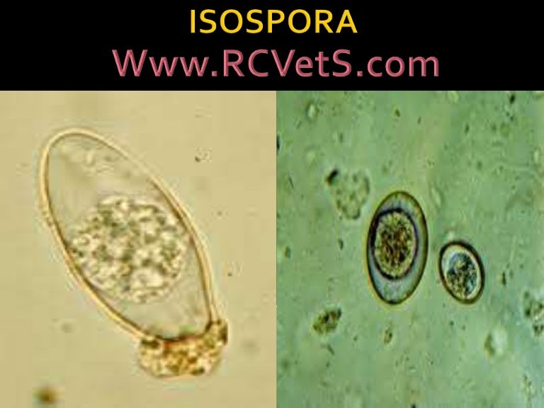Isospora