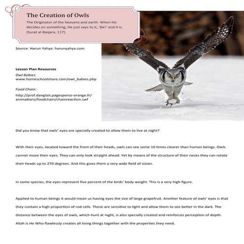 Issue 1 creation of owls | PDF