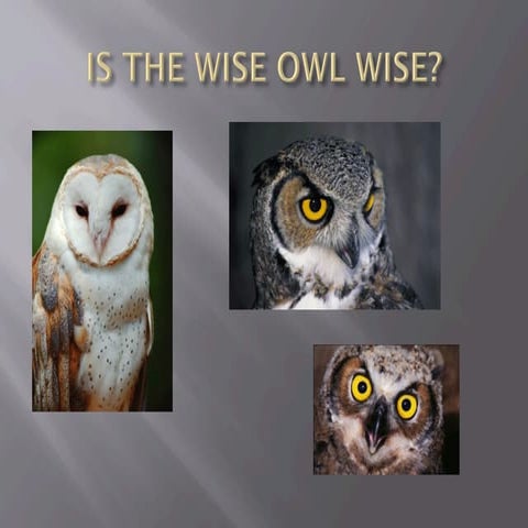 Wise Owl | PPT
