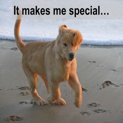 It Makes Me Special | PPT