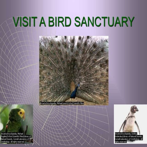 EVS BIRDS ,ITS TYPES ,HABITAT, BEAK AND FEATHERS | PPT