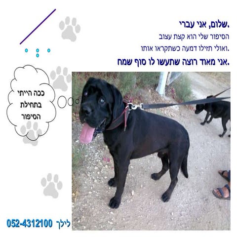 Ivri The Blind Dog | PPS