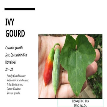 Breeding in ivy gourd : floral biology, methods and challenges | PPTX