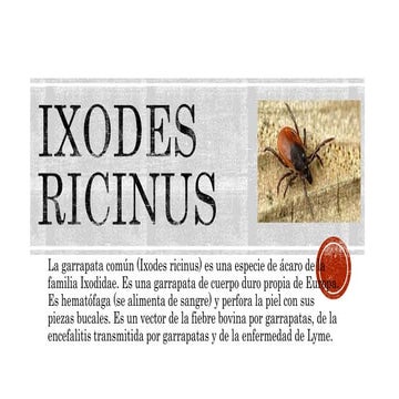 Ixodes ricinus | PPTX