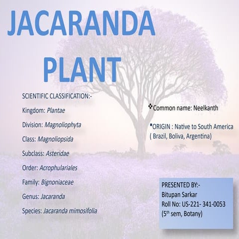Jacaranda: The Iconic Purple-Flowering Tree of Tropical Landscapes" .pptx