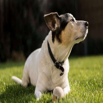 Jack Russell Terrier Dog Breed Information | PPTX
