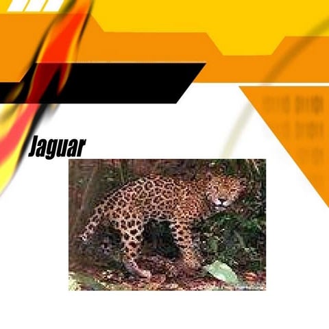 Jaguar reading comprehension.pdf