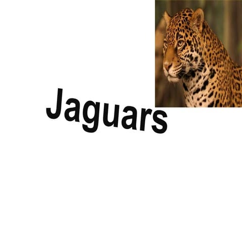 Jaguars | PPT