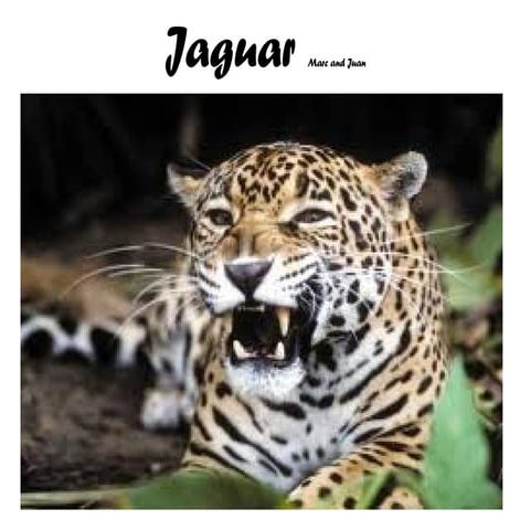 Jaguar | PPT