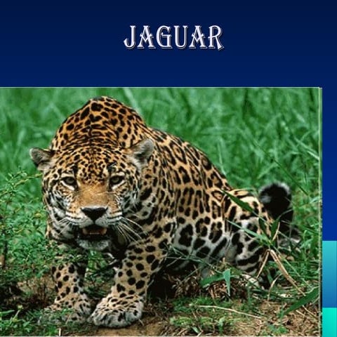 Jaguar | PPT