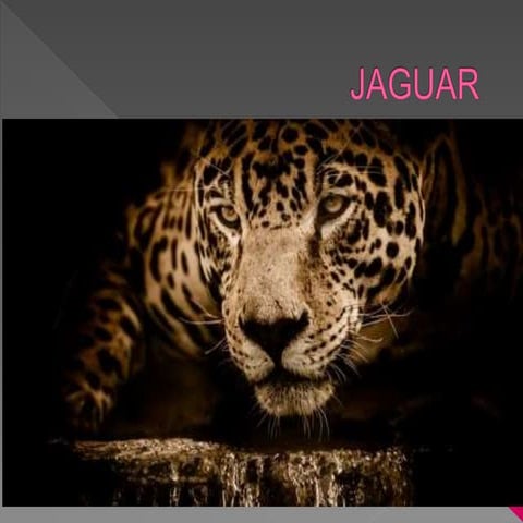 Jaguar | PPT
