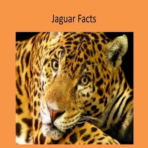 Jaguar reading comprehension.pdf