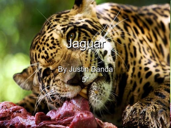 Zach Shimek Per. 6 Jaguar | PPT