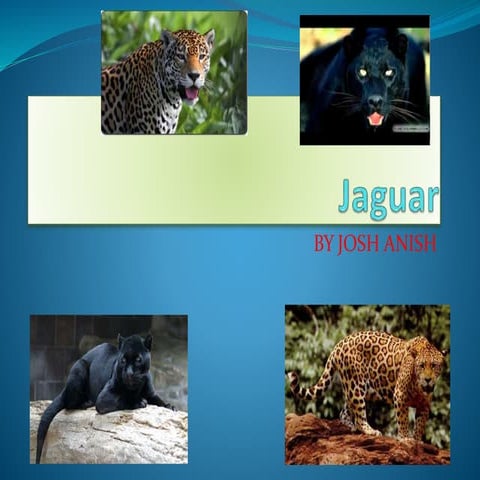 Jaguars josh | PPT