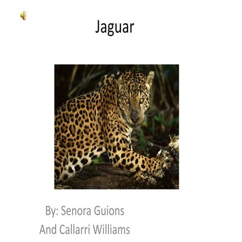 Jaguar senora and_callarri | PPTX | Reptiles | Pets
