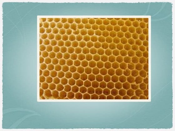 Navjots bee hive facts | PDF