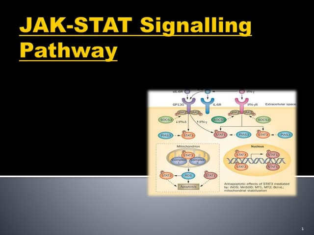 Jak stat signaling pathway | PPT
