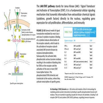 Comprehensive Overview of JAK-STAT Signaling Pathway and SH2 Domains in ...