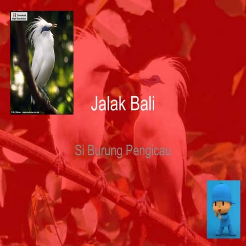Jalak Bali Ppt 