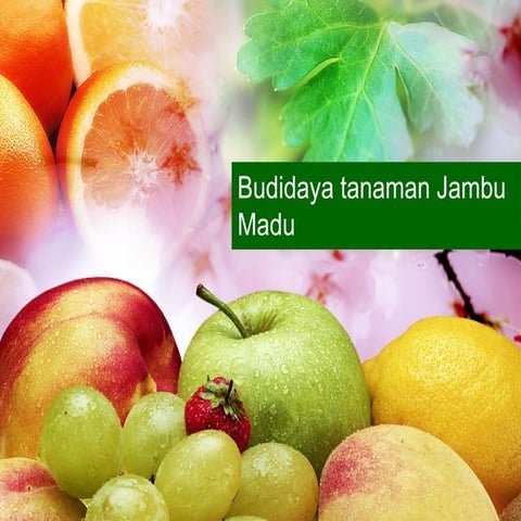 ppt budidaya tanaman jambu madu.ppt jambu | PPTX
