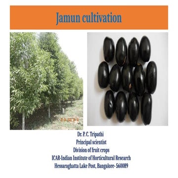 jamun Cultivation in India - Status.pptx
