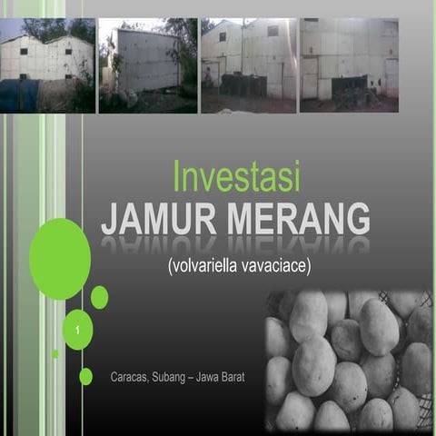 Jamurmerang1 | PPTX