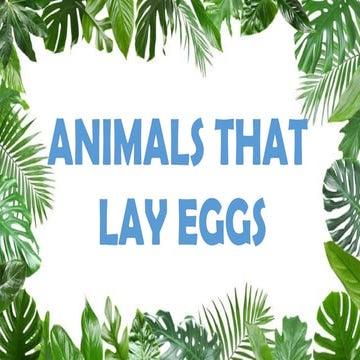 lesson on animals that lay egg for kindergarten | PPTX