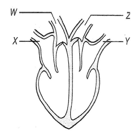 Heart Diagram | PDF