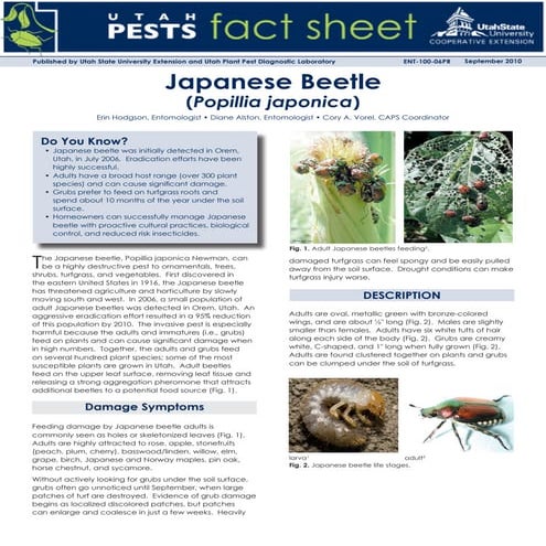 Japanese Beetle Fact Sheet | PDF