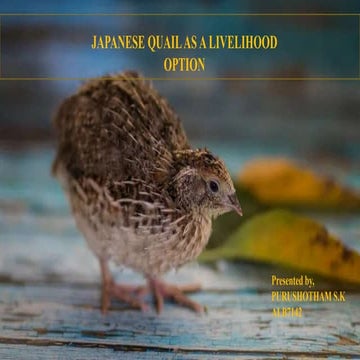 Japanese quail Production | PPTX