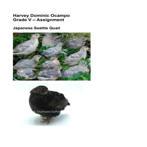 japanese seattle quail is a kind of bird | DOCX