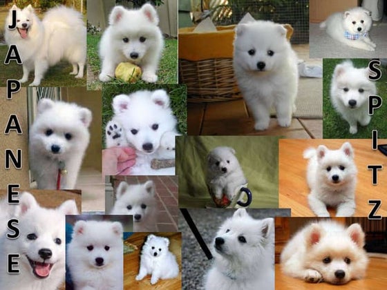 Japanese spitz and shih tzu | PPTX