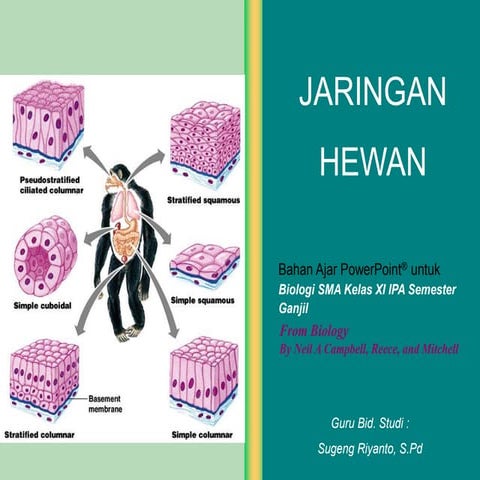 jaringan-hewan.ppt