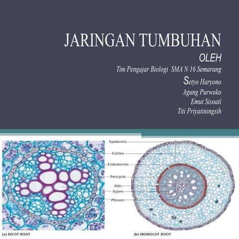 jaringan-tumbuhan1.ppt