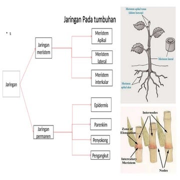 lebih dikenal sebagai jaringan dasar. dijumpai pada kulit batang, kulit ...
