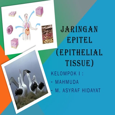 Jaringan Epitel | PPTX