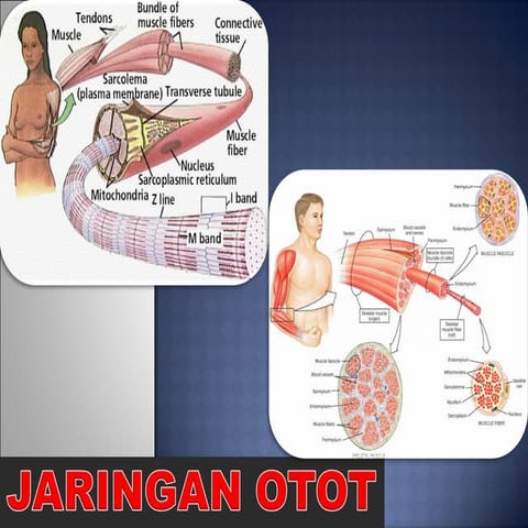 Histologi jaringan otot universitas Tanjungpura 2013 | PPT