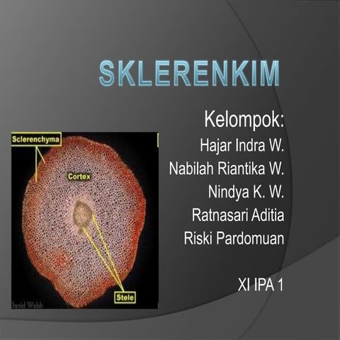 Jaringan sklerenkim | PPTX