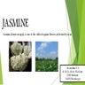 Jasmine | PPTX