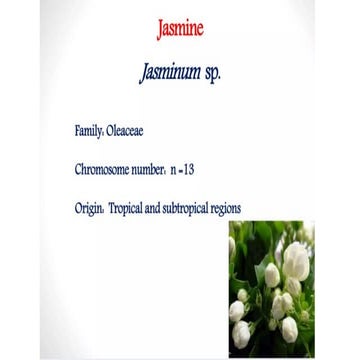 jasmine.pptx.production technology of jasmine | PPTX