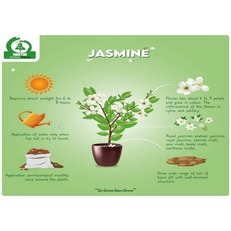 Jasmine Plant | PDF