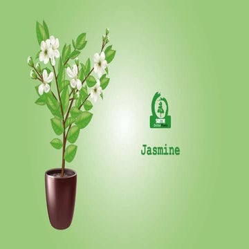 jasmine | PPT