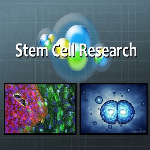 Stem Cell Research In China: An Overview