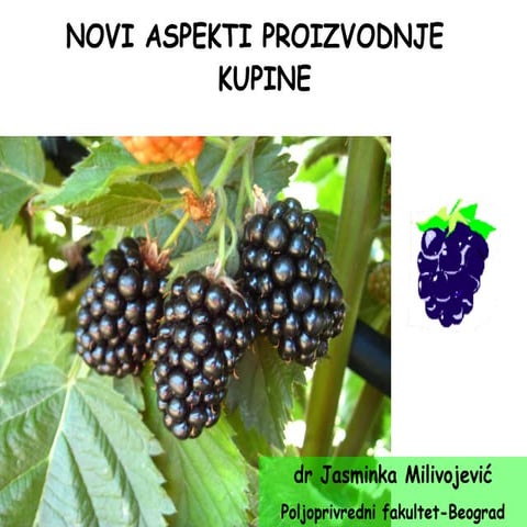 Novi aspekti proizvodnje kupine | PDF