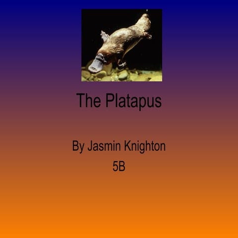 Jasmin k the platypus | PPT