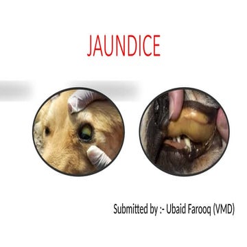 Jaundice /icterus in small animals pathophysiology of jaundice | PPTX