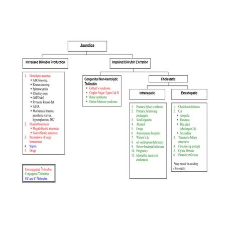 Jaundice classification in adults summary | PDF