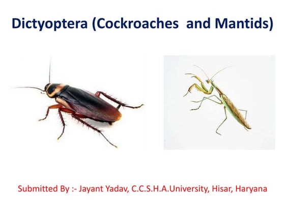 Types of Insect larvae | PPT