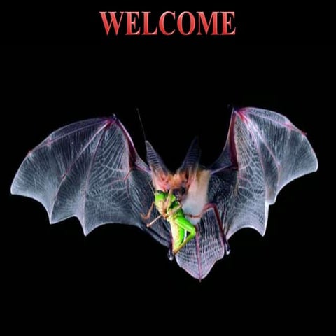 Sound Strategies: the 65-million-year-old battle between Bats and ...