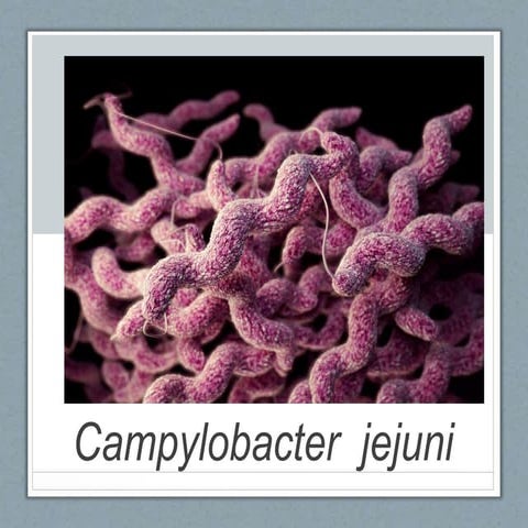 Campylobacter jejuni.pptx